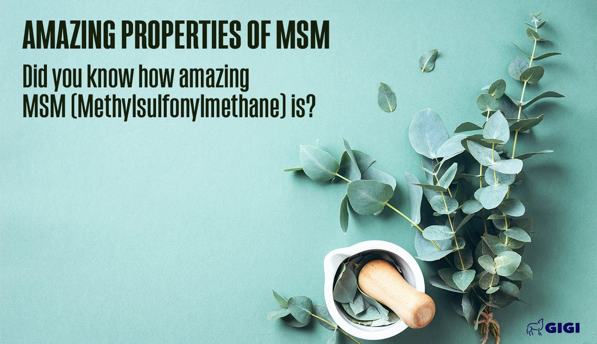 Benefits of MSM in Dog Supplements | GIGI VET Healthy Pet Guide