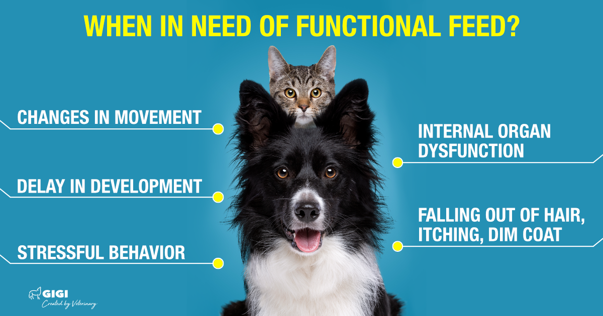5 Signs Your Pet Needs Functional Feed Supplement | GIG VET – GIGI VET